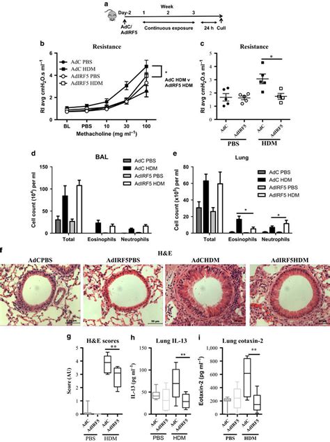 Overexpression Of Interferon Regulatory Factor 5 Irf5 Ameliorates Download Scientific Diagram