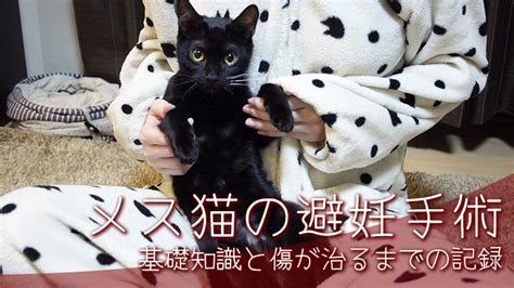 メス猫の避妊手術手術当日の様子から費用や傷が治るまでの経過記録ベンガル猫のテトとピノ