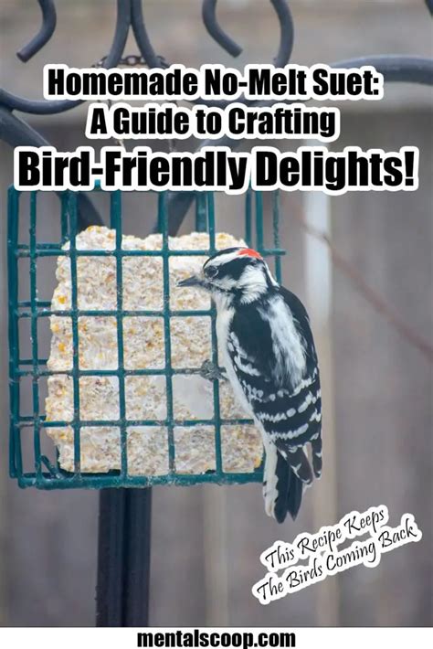Homemade No Melt Suet A Guide To Crafting Bird Friendly Delights