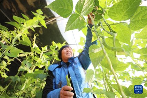 河北隆尧：设施农业变“冬闲”为“冬忙”中国网
