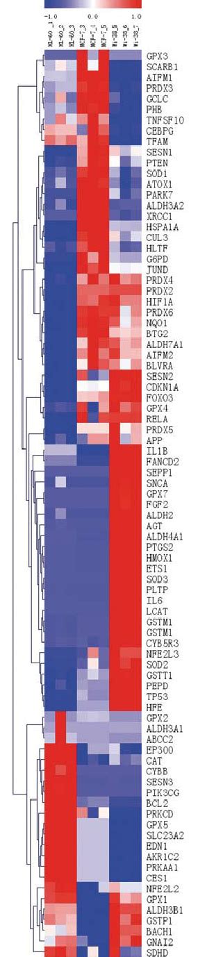 Figure S1 Antioxidant Related Gene Expression By Searching