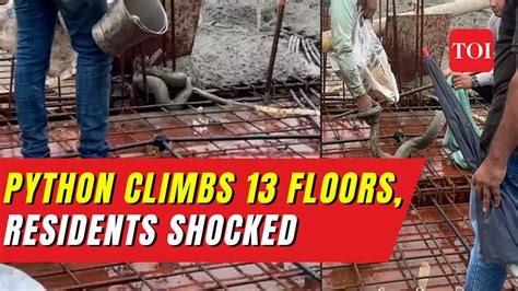 Watch Python Climbs Up To 13th Floor Of Mumbai Highrise Rescued