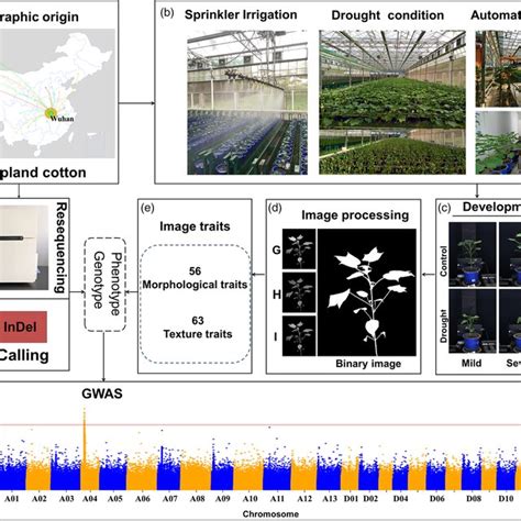 High Throughput Automatic Phenotyping Platform For Cotton A Download Scientific Diagram