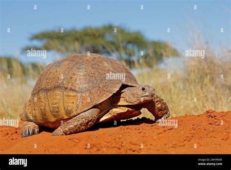 A Leopard Tortoise Stigmochelys Pardalis In Natural Habitat South
