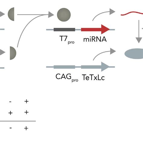 Hypothetical Neural Activity Dependent Dna Based Logic Circuit A
