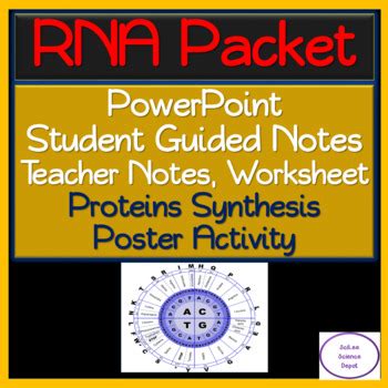 RNA Packet PowerPoint Illustrated Babe Guided Notes Worksheet Activity