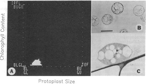 Flow Sorting Of Homogeneous Populations Of Protoplasts From Leaf Download Scientific Diagram