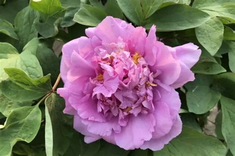 圆明园牡丹花开