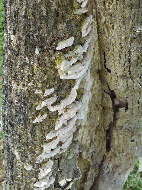 Premium Photo Close Up Of Lichen On Tree Trunk