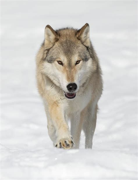 Tundra Wolf Canis Lupus Albus With Direct Eye Contact Walking In The