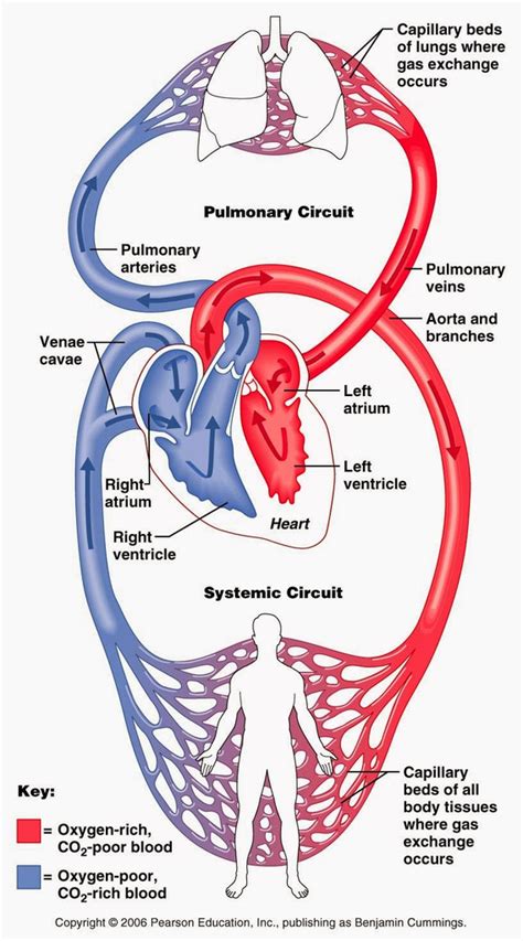 Chapter 11 Cardiovascular System Diagram Quizlet