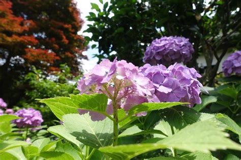 馬場花木園の紫陽花あじさい2025年の見頃と現在の開花状況は 歩いてみたブログ