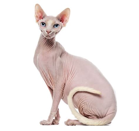 Sphynx Cat Breed Information Purina Uk