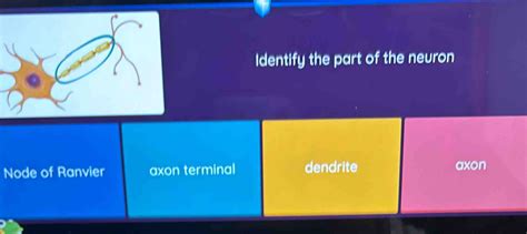 Solved Identify The Part Of The Neuron Node Of Ranvier Axon Terminal Dendrite Axon [biology]