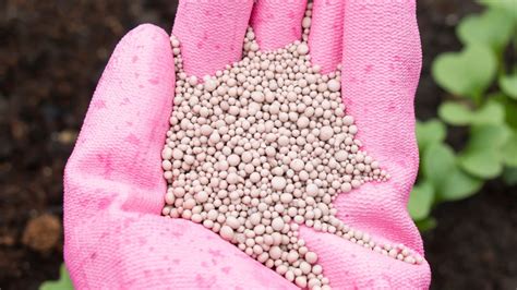 How To Grow Delphiniums From Seed