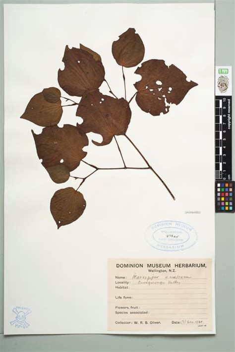 Kawakawa Macropiper Excelsum G Forst Miq Collections Online Museum Of New Zealand Te