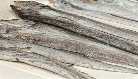 带鱼是深海鱼吗 阅品美食