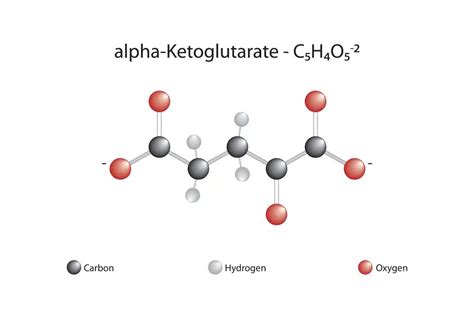 A Deep Dive into Calcium alpha-ketoglutarate (CA-aKG). What Are Its ...