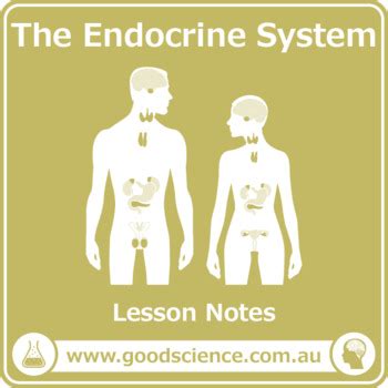 The Endocrine System Lesson Notes By Good Science Worksheets TPT