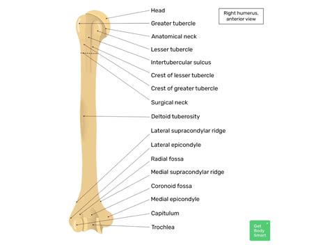 25 Humerus Shaft Fxpptx Free Download From Here Ppt