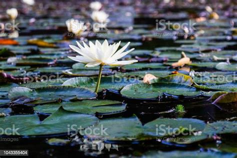 Bunga Lilly Di Kolam Foto Stok Unduh Gambar Sekarang Alam Bertaman Bertekstur Istock