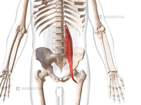 Psoas Major 592x359