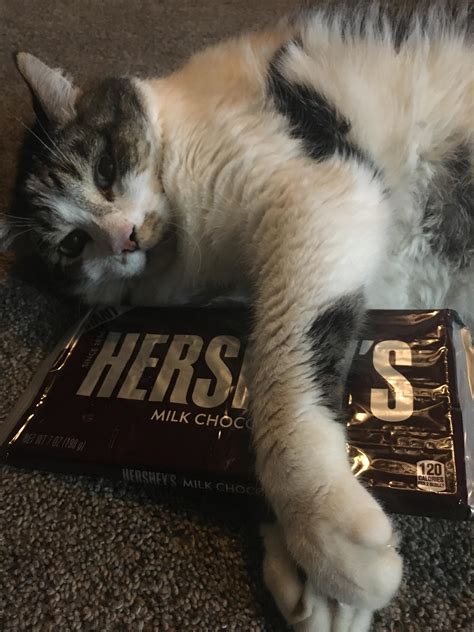 Chonky Rcat
