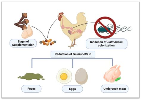 Salmonella Chicken