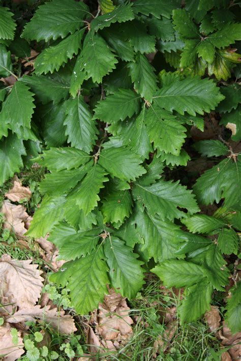 Quercus Canariensis Pan Global Plants