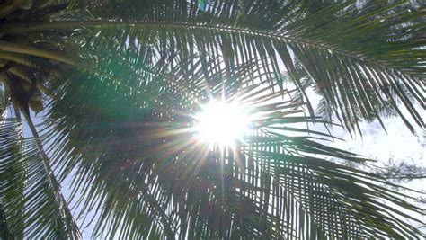 Sun Shining Through Palm Tree Leaves Stock Footage Video 100 Royalty Free 28561720 Shutterstock