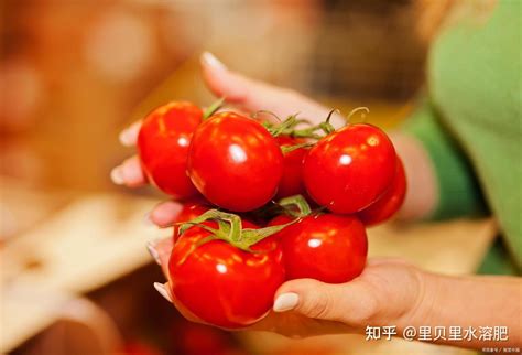 微生物菌剂，圣女果种植户的亲身经历 知乎