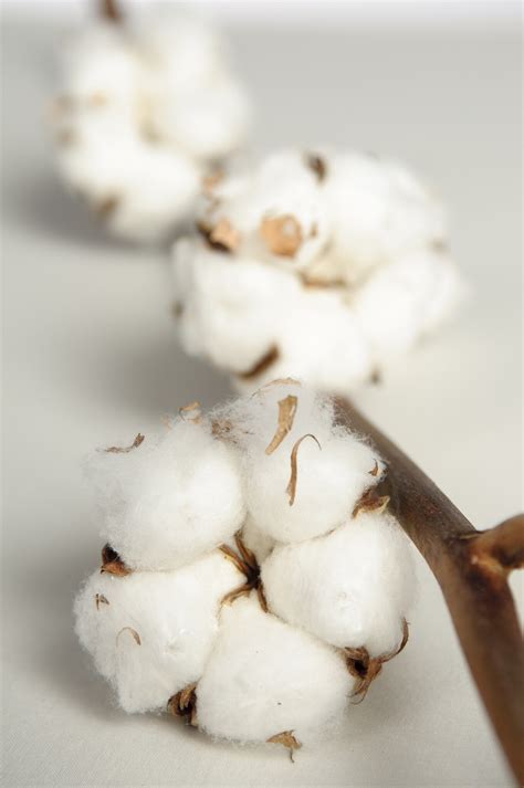 More Than 30 Years Active In Organic Cotton Fabrics And Products Bo Weevil