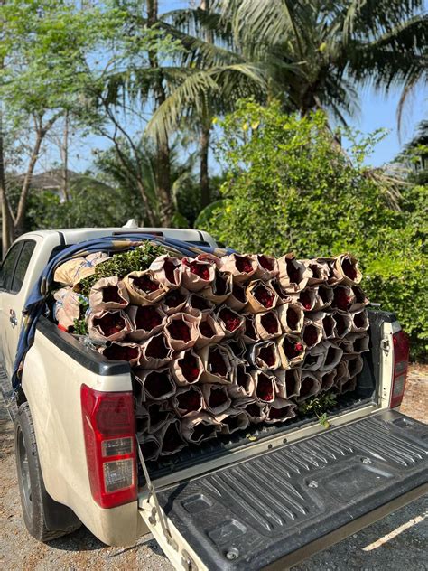 ดอกกุหลาบราคาส่ง ที่ร้านปลูกเอง ขายเอง รับจัดส่งทุกจังหวัดค่ะ Added A New ดอกกุหลาบราคาส่ง