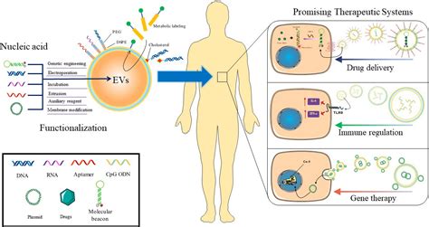 Nucleic Acid Functionalized Extracellular Vesicles As Promising