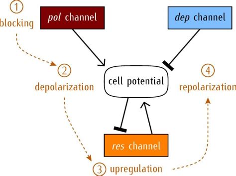Multicellular Adaptation To Electrophysiological Perturbations Analyzed