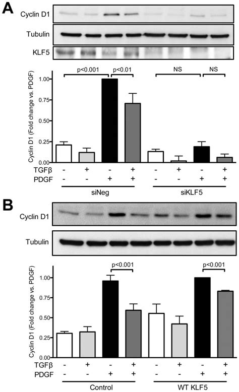 A Vsmcs Were Transfected With Control Sirna Sineg Or Sirna Against