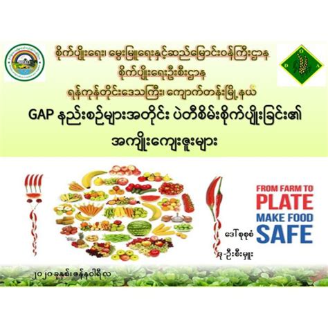 Gap နည်းစဉ်များအတိုင်း ပဲတီစိမ်းစိုက်ပျိုးခြင်း၏အကျိုးကျေးဇူးများ