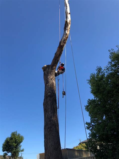 Gallery Safe Cut Tree Services
