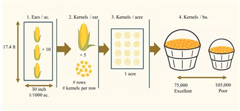 Tips For Estimating Corn Yield Potential
