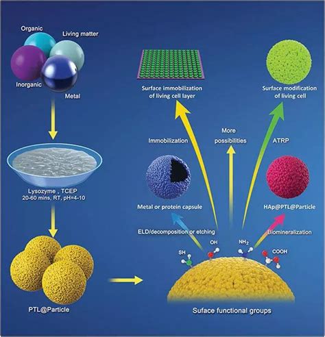 陕西师范大学Adv Mater 仿生生物聚合物涂层的一步组装用于粒子表面工程 清新电源