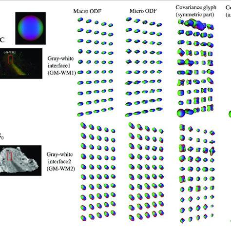 Orientation Dispersion Observed In Macaque Visual Cortex Shown By