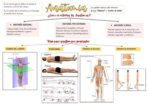 ANATOMÍA uDocz