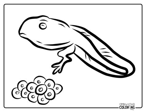 Tadpole Coloring Pages Free PDF Printables Simply Love Coloring