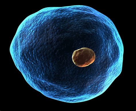 Diagram Cell Diagram Biology Mydiagram Online