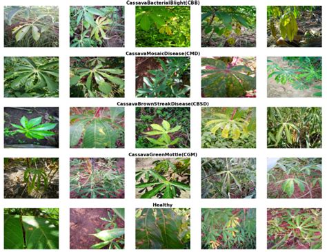 Trending Stories Published On Using Deep Learning To Classify Cassava Leaf Diseases Medium