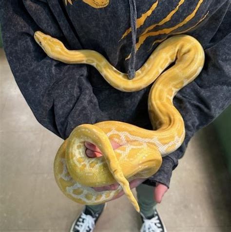 Python Bivittatus Burmese Python Pearl Kinked Tail Wiggle