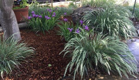 Adding California Native Bunchgrasses To Your Garden