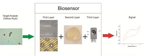 Operational Rationale Of Proposed Yellow Rust Biosensor The Signal Can Download Scientific