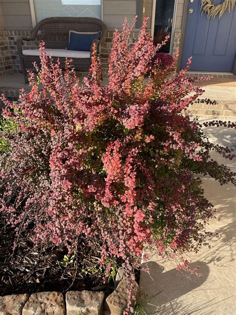 Orange Rocket Barberry Pruning R Landscaping