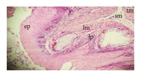 Sections Of Oesophagus On Days 1 And 8 Posthatch Showing Matured